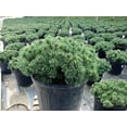 Green Promise Farms Grown, Slowmound Mugo Pine - Walmart.com