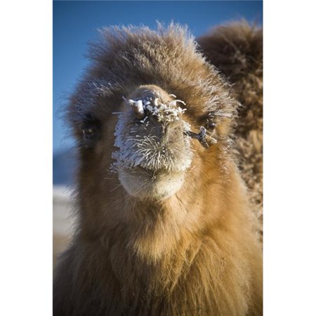 Bactrian Camel Camelus Bactrianus Mongolia Poster Print, Large - 24 x ...