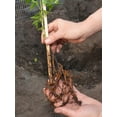 Giant Clematis Vine For Planting Ideal for Gardening Deer Resistant ...