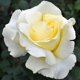 Heirloom Roses - Elina® Hybrid Tea Rose Plant - Walmart.com