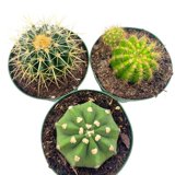 Barrel Cactus Assortment, 4 inch Set of 3, Easter Lily, Lemon Barrel ...