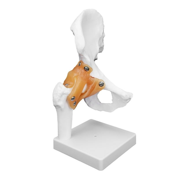 Realistic Hip Bone Model,Professional Hip Bone Model Bone Model Hip ...