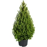 60 Organic Seeds COMMON JUNIPER (20 Berries) Juniperus Communis Tree ...