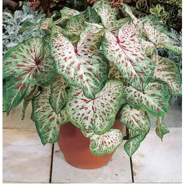 Raspberry Moon Caladium Bulbs (Set of 2) – Bold Raspberry Pink & Green ...