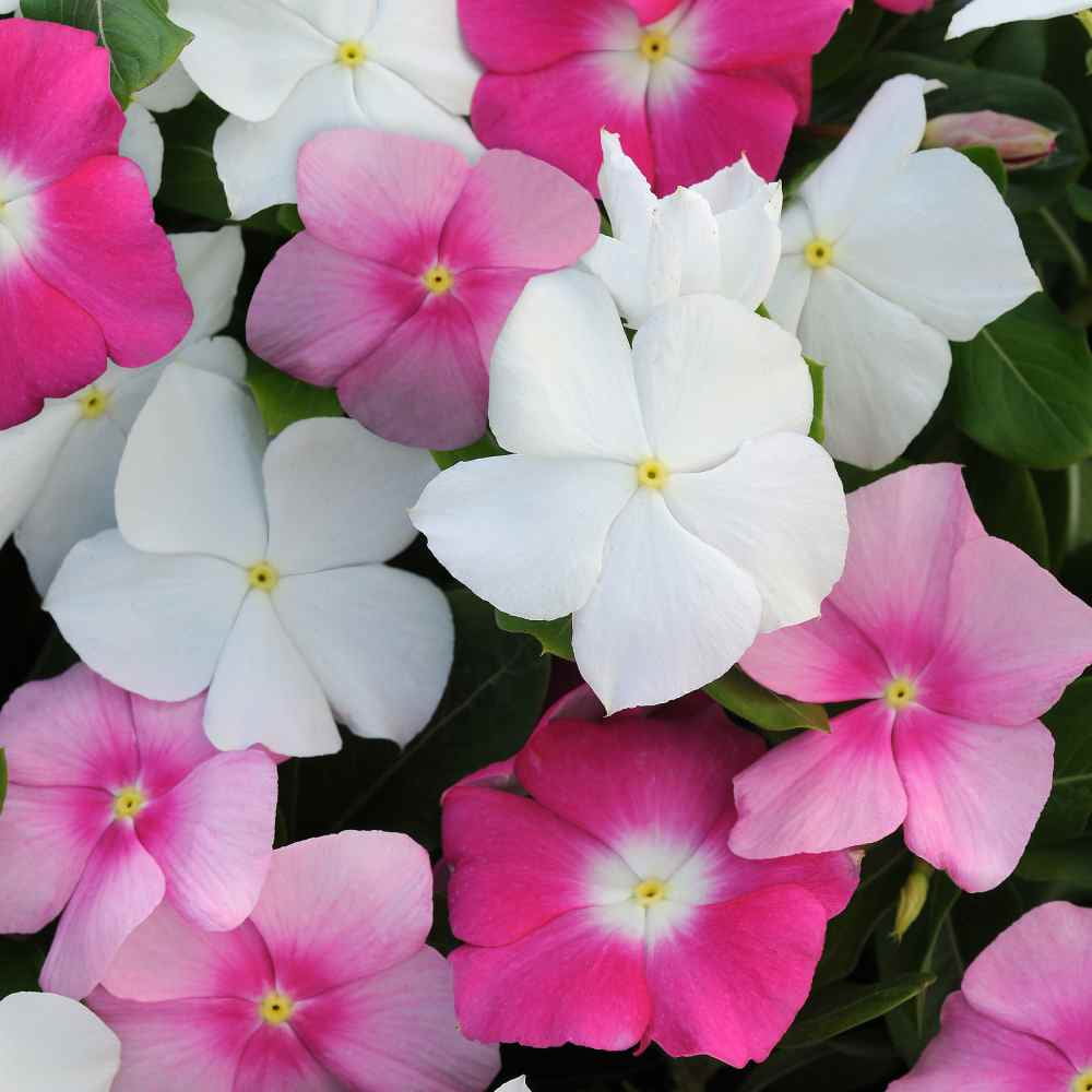 Outdoor & Gardening Home & Living 50 Pcs Vinca Periwinkle Mix ...