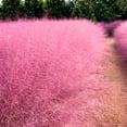2 Ornamental Grass Plants - Mix Muhly Grasses Live Plants Perennial - 5 ...