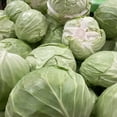 500 Cabbage Seeds, Head Cabbage Seeds, Green Vegetable for Planting ...