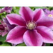 "Niobe Clematis Vine - Majestic Deep Ruby Red - Hardy Zones 4-8 - 2.5 ...