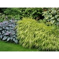 "Hakonechloa 'Aureola' Japanese Forest Grass - Live Starter Plant in 3 ...