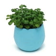 Yesbay Plants Flower Pot ,7cm x 6.5cm (Pot only,plants are not included ...