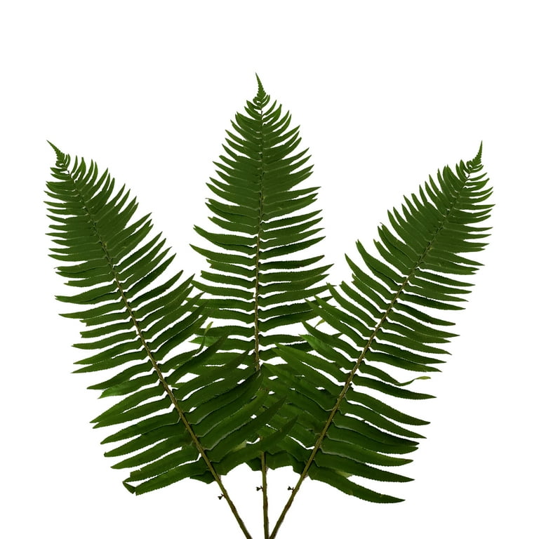 Flat Leaf Fern