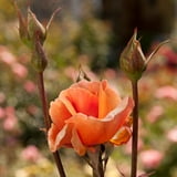 Heirloom Roses - Brandy™ Hybrid Tea Rose Bush - Orange Roses Live ...