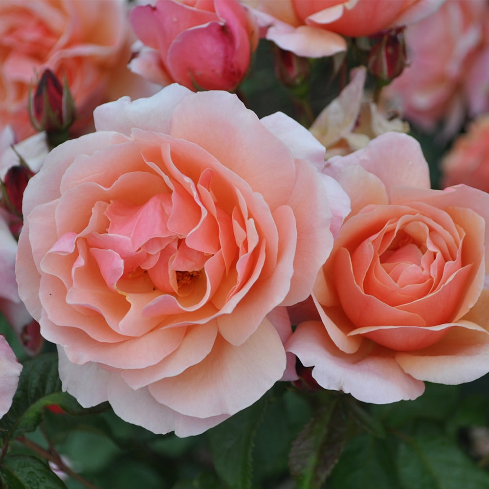 Heirloom Roses Orange Rose Plant - Douglas Gandy™ Shrub Rose - Live ...