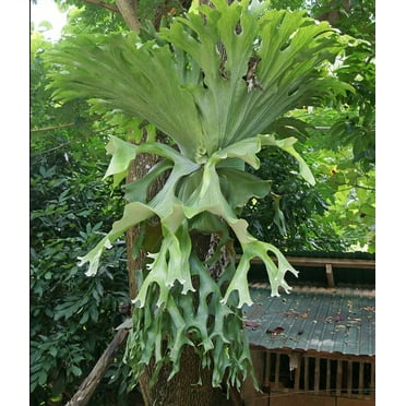 Nature's Way Farms Macho Fern Indoor Live Plant (18-24 in. Tall) in ...