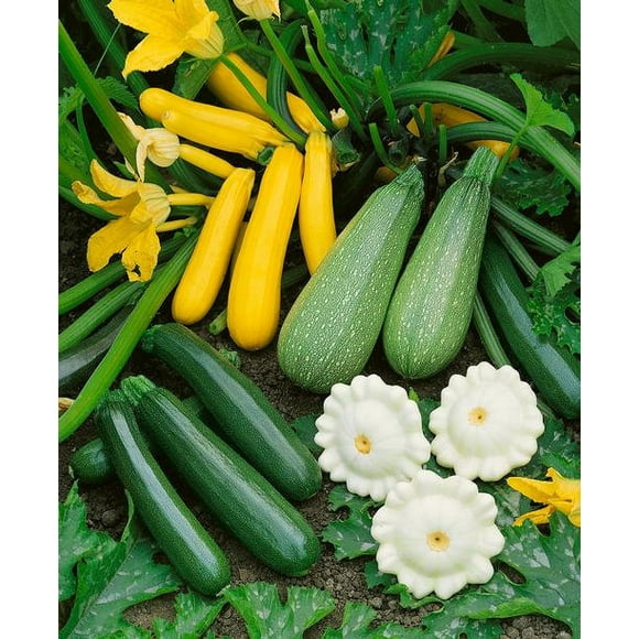 Kabocha Squash Seeds