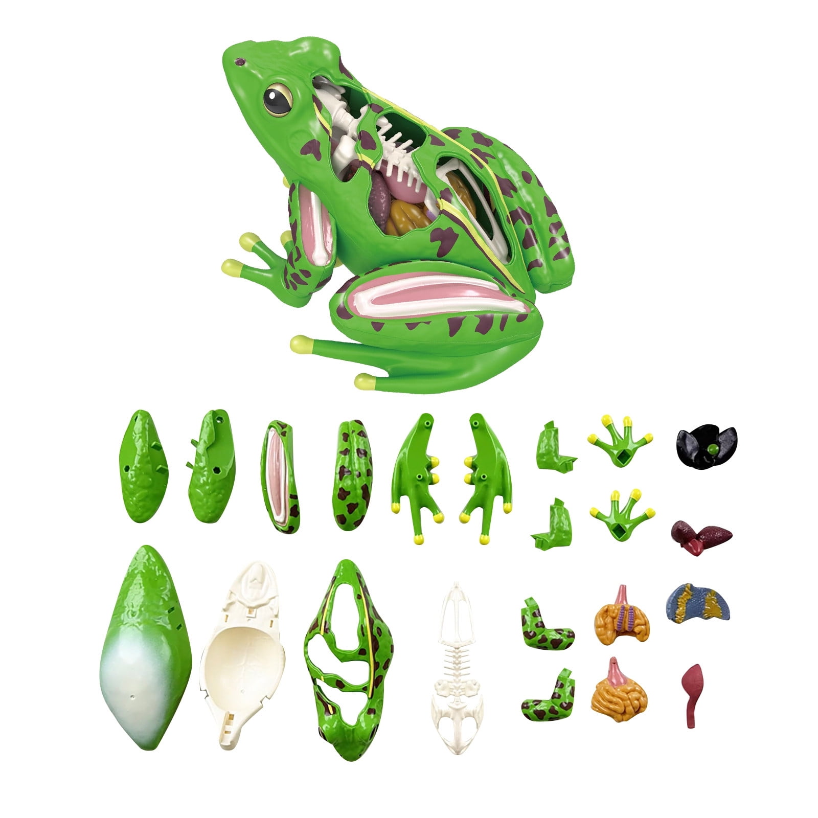 Click here for Visit The Sunlet Store 4d Anatomy Frog Science Tea... prices