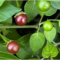 Chocolate Chiltepin Heirloom Pepper Premium Seed Packet - Walmart.com
