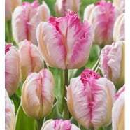 10 Weber's Pink Parrot Tulip Bulbs for Planting - Easy to Grow - Walmart.com