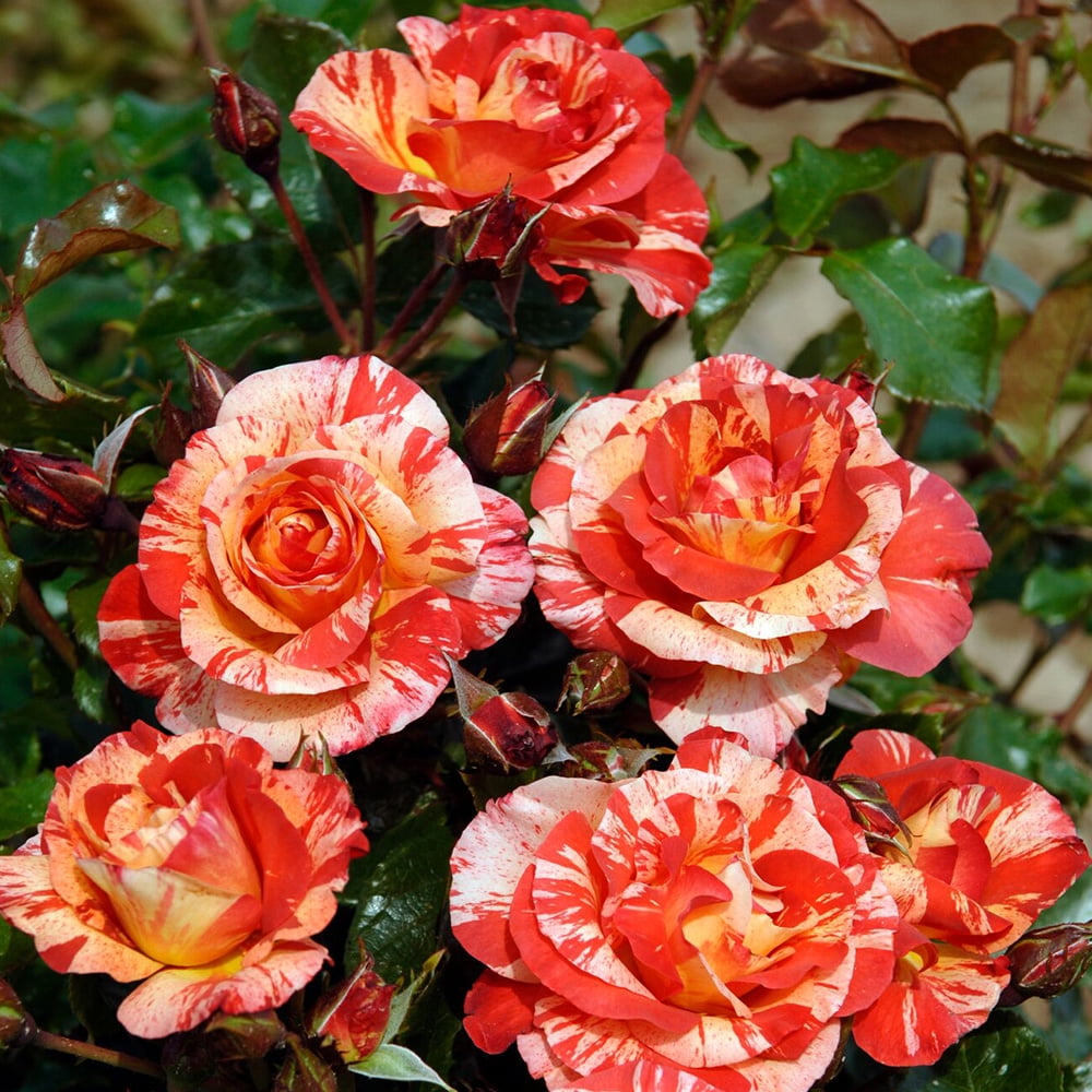 Heirloom Roses Rose Bush - Alfred Sisley Shrub , Live Rose Plant ...