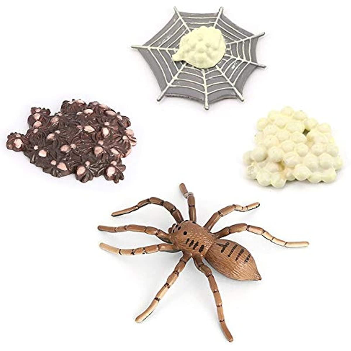 TANG DYNASTY 4PCS Spider Animal Life Cycle,Insect Growth Cycle Model ...