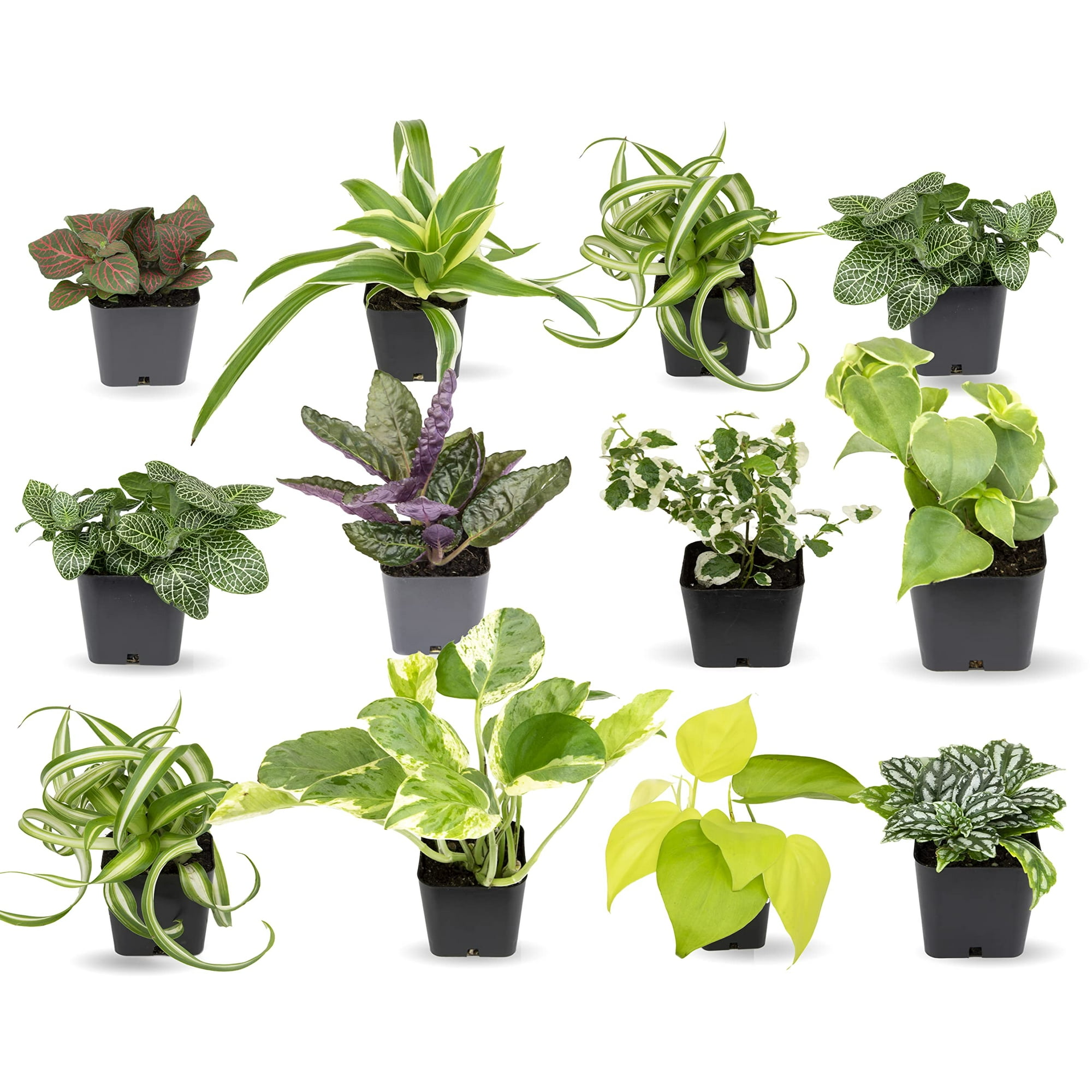 Click here for Easy To Grow Houseplants (12 Pack) Live House Plan... prices