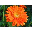 Four O'clock Bright Red 100 Seeds Beautiful Vivid Redish Colored Bloom ...