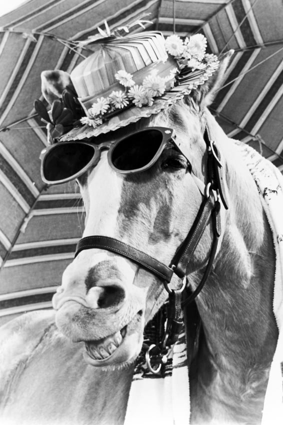 Mr. Ed the ULTIMATE horse pose smiling in sunglasses & hat 24x36 Poster ...