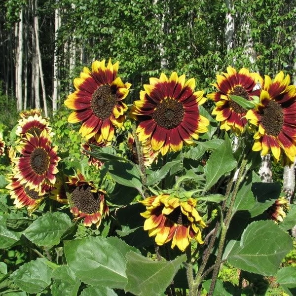Red Sunflower Plants