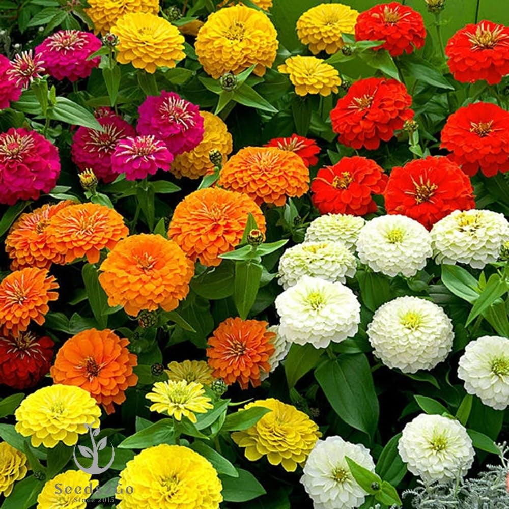 Click here for Zinnia - California Giant Flower Seeds Mix - 1 500... prices
