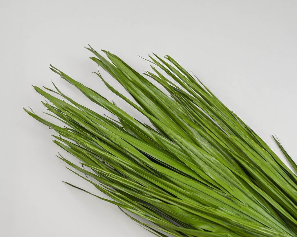 12 Bunches, Dried Palm Leaf Bunch - Bulb Foliage for Beach Wedding ...