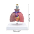 Ywmsfl Anatomical Lung Model Shows Detail of Respiratory System, Life ...