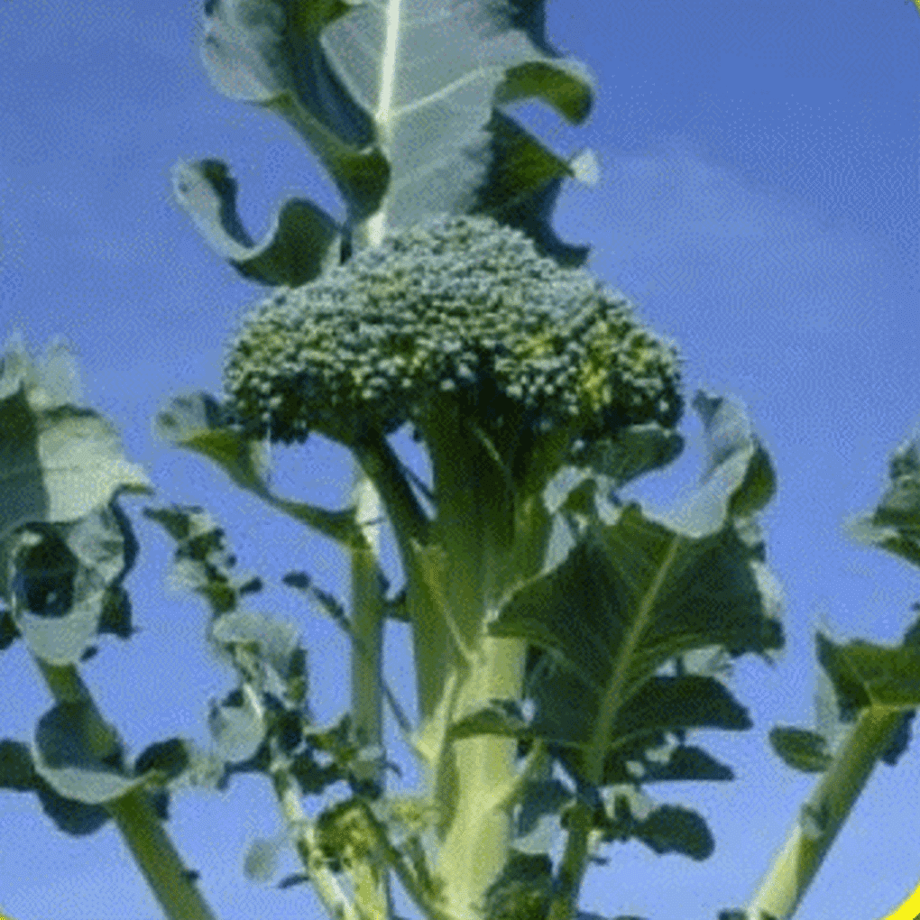 Everwilde Farms - 500 Waltham 29 Broccoli Seeds - Gold Vault Jumbo Bulk ...
