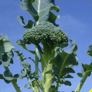 Broccoli Raab Seeds - Spring Rapini - 1 Lb - Organic, Non-GMO, Heirloom ...