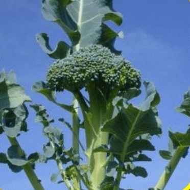 Broccoli Raab Seeds - Spring Rapini - 1 Lb - Organic, Non-GMO, Heirloom ...