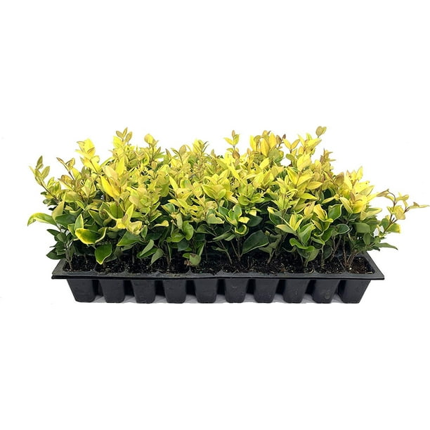 Ligustrum Japonicum 'Howardi' - 10 Live Plants - Evergreen Privacy ...