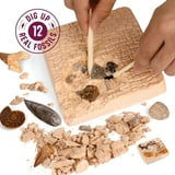 Dan&Darci DIY Fossil Dig Kit - Mega Science Set for Children & Teens ...