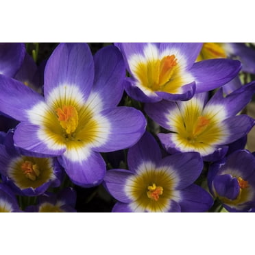 Heirloom Red Spider Lily (Lycoris Radiata) Bulbs Fall-Blooming ...