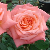 Heirloom Roses - Acapella® Hybrid Tea Rose Bush - Pink Rose Plant ...