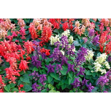 50 'PINK Sundae' Clary SAGE / SALVIA Viridis Horminum Herb Flower Seeds ...