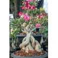 (Desert Rose)Wonderful Large, Desert Rose Bulk Enjoyable Perennial ...