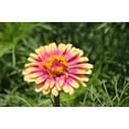 Seedville USA, 50 Carousel Mix Zinnia Seeds, Bicolor Whirligig Flowers ...