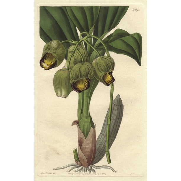 Lurid Or Pale Yellow Catasetum Orchid, Catasetum Luridum Poster Print ...