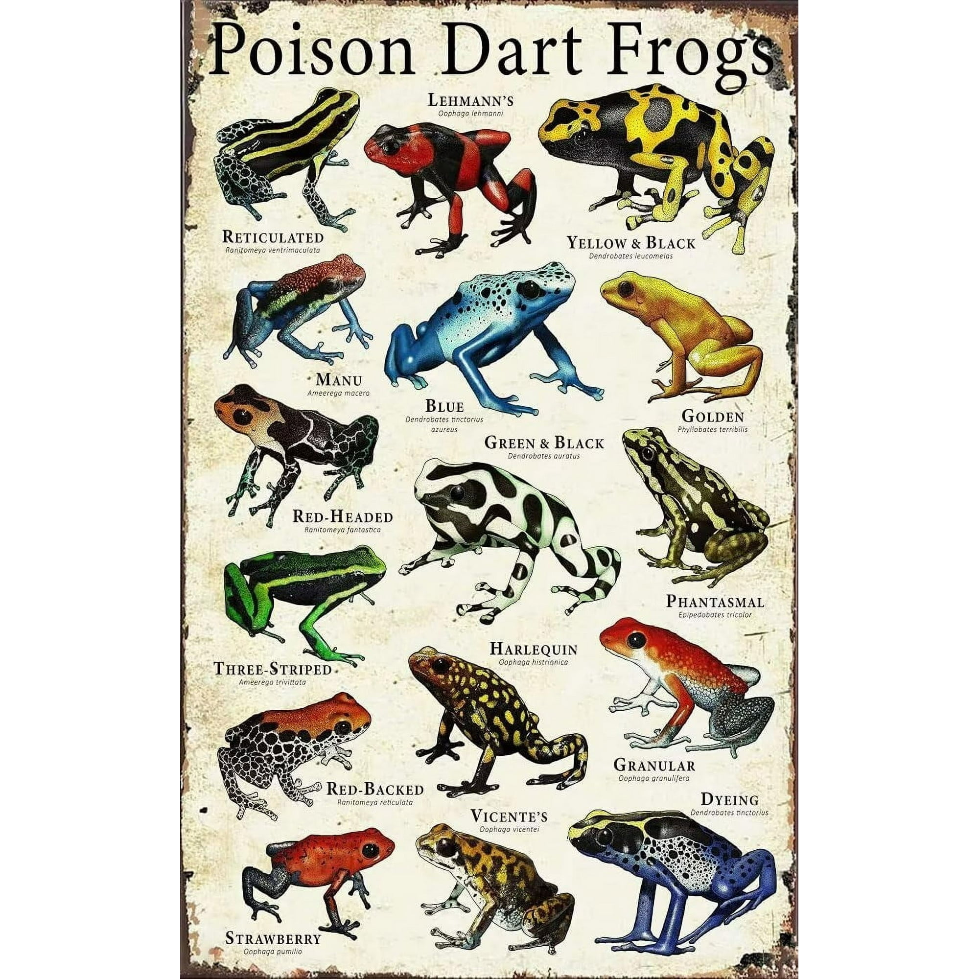 Click here for Wipblak Poison Dart Frogs Jigsaw Puzzles 500 Piece... prices