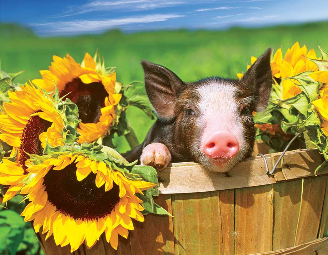 Sunny Flower Pig, a 100-piece Puzzle by Lafayette Puzzle Factory ...