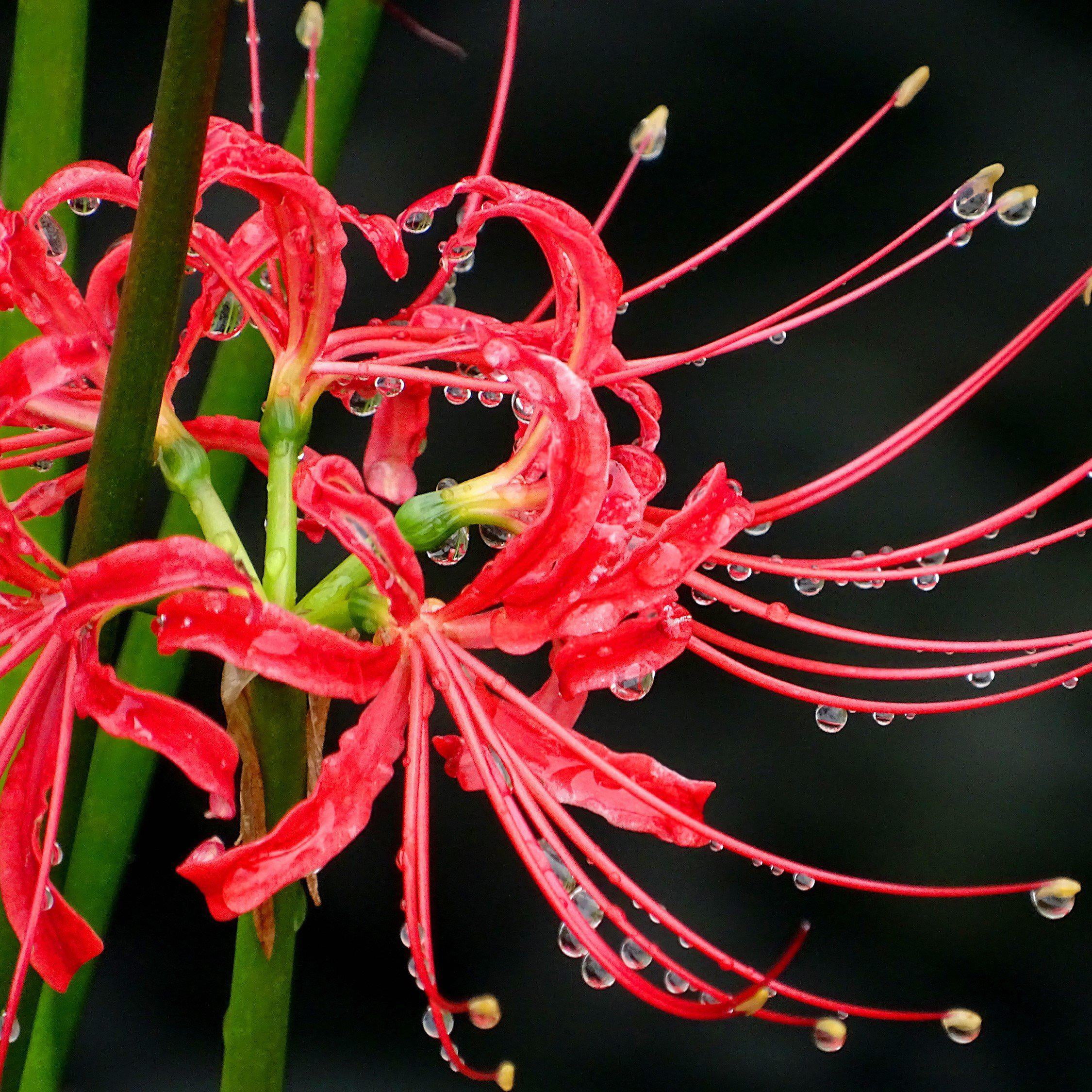 Buy Bombilla Lycoris Red Radiata Online Peru | Ubuy