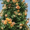 Heirloom Roses Arborose® Honeymoon Climbing Rose - Live White Rose ...