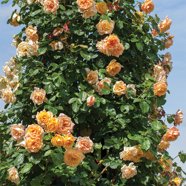 Heirloom Roses Climbing Rose - Arborose® Quicksilver Climbing Rose ...