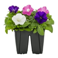 Birch's Double Flowering Geranium Dormant Bare Root Perennial Plants, 3 ...