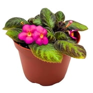 Episcia Pink Smoke, 2 inch Rare Variegated Flame Violet Flowering ...