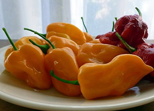 Burpee Burning Bush Habanero Pepper Plant - Extremely Hot - 4.5" Pot ...